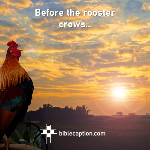 Before the rooster crows… – BibleCaption